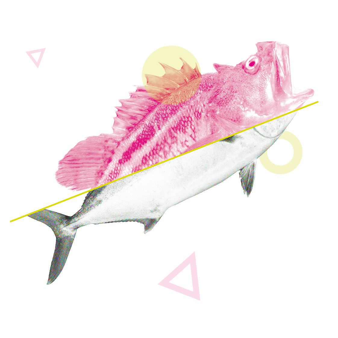 Solutions | Cosmobile